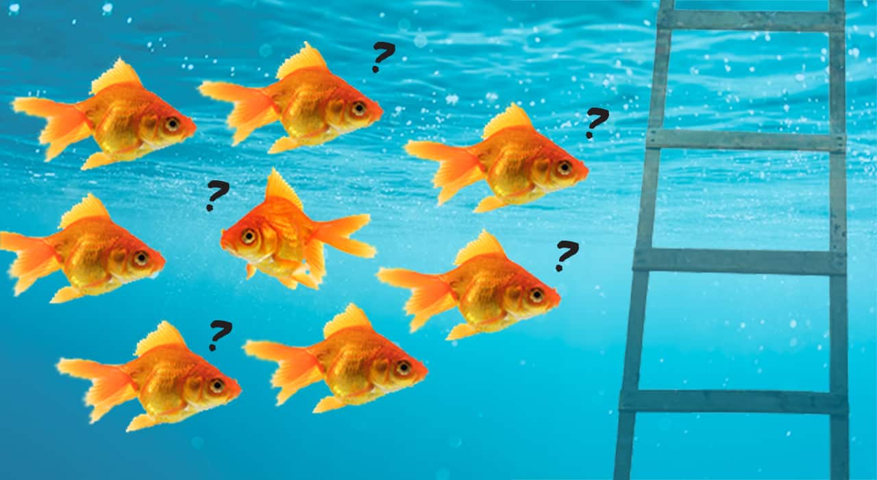 Fish Can’t Climb: Harness Your Own Native Genius | Newsletter Pro